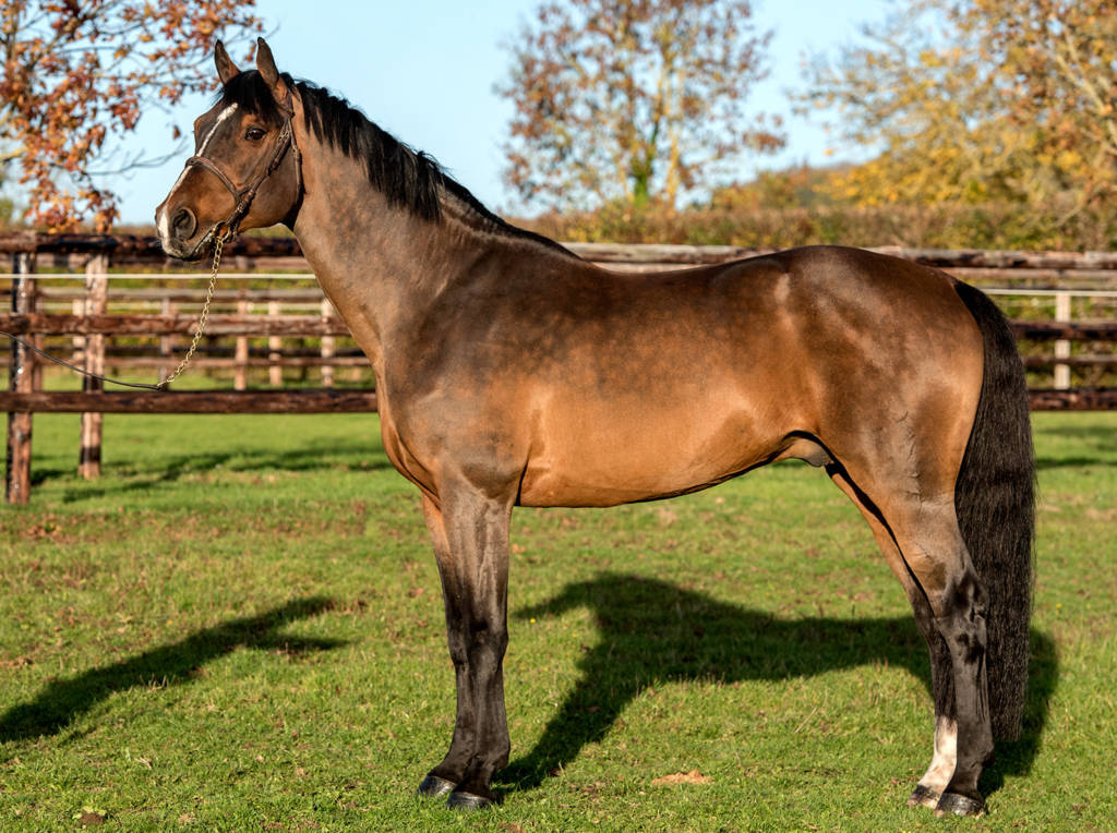 Stallions - Pomponio Ranch Stallions