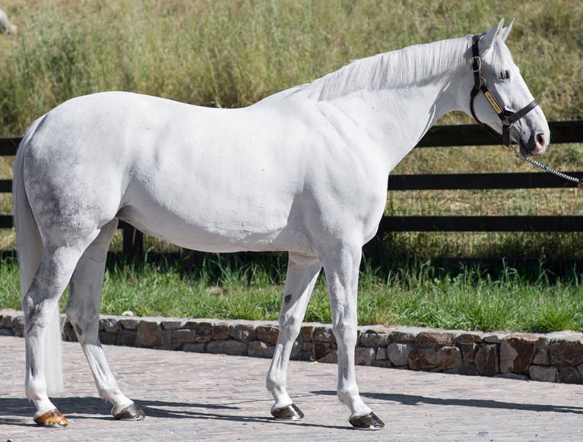 Mares - Pomponio Ranch Stallions