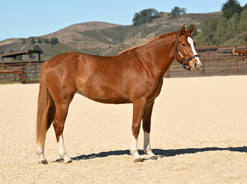 Sale Horses - Pomponio Ranch Stallions