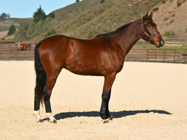 Home - Pomponio Ranch Stallions