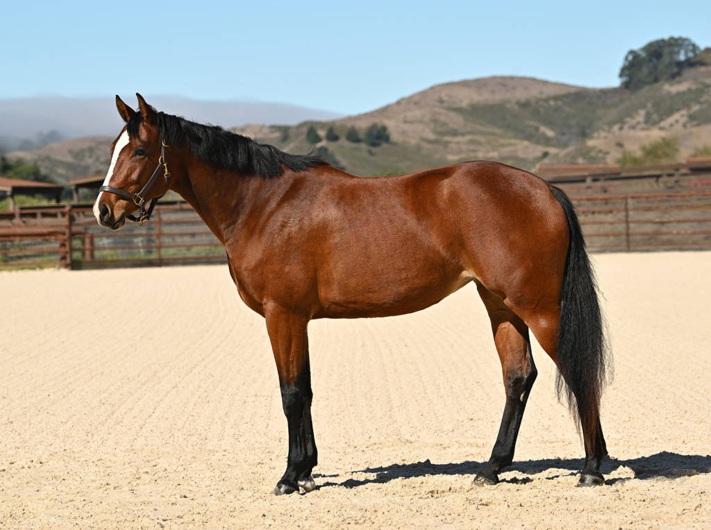Sale Horses - Pomponio Ranch Stallions