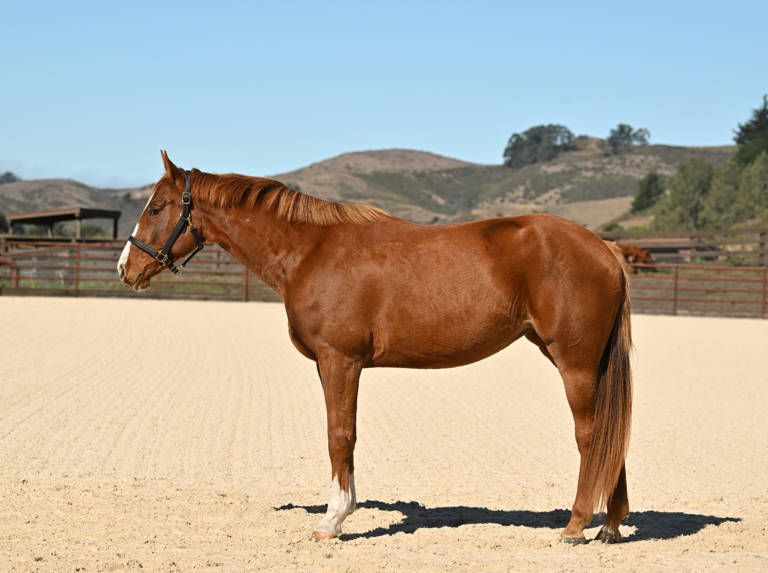 Sale Horses - Pomponio Ranch Stallions