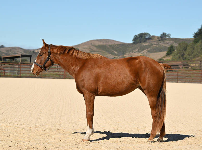 Home - Pomponio Ranch Stallions
