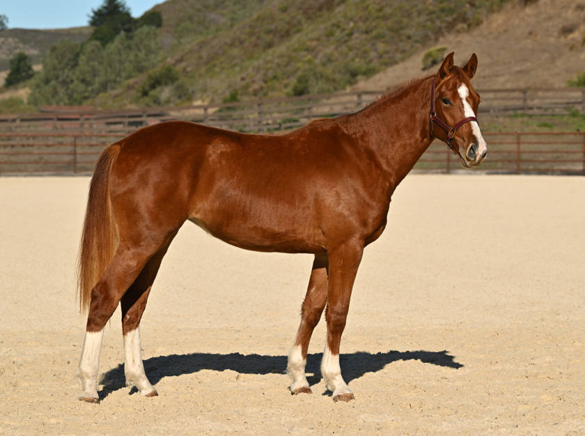 Offspring - Pomponio Ranch Stallions