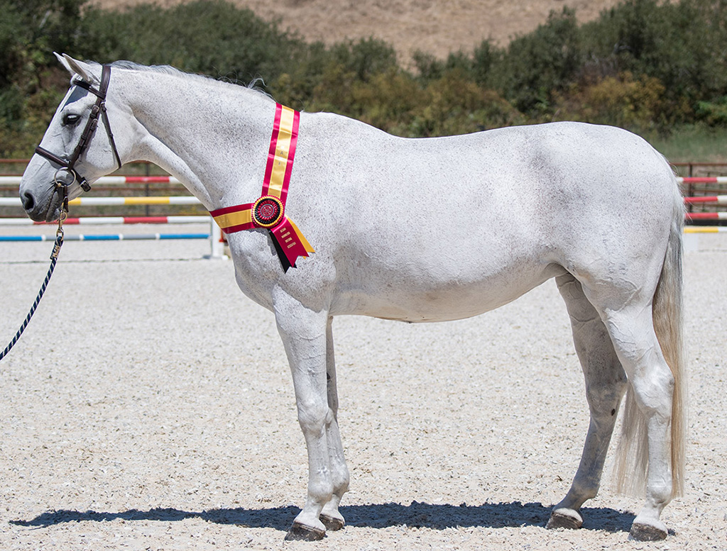 Gina - Pomponio Ranch Stallions