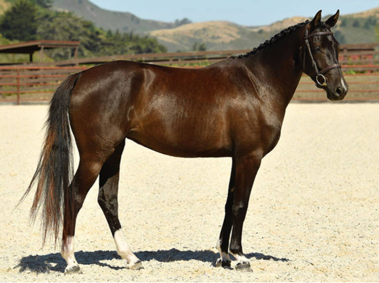 Sale Horses - Pomponio Ranch Stallions