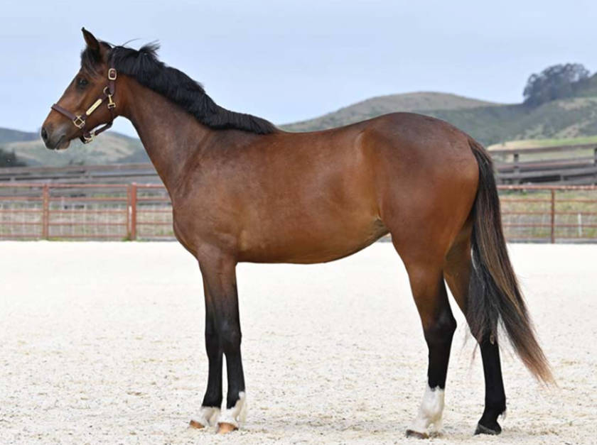 Sale Horses - Pomponio Ranch Stallions