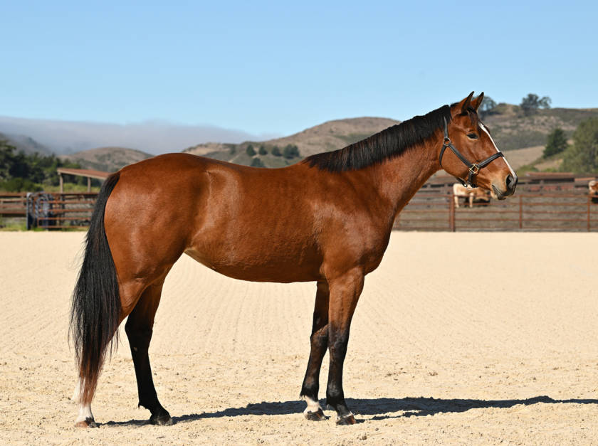 Sale Horses - Pomponio Ranch Stallions