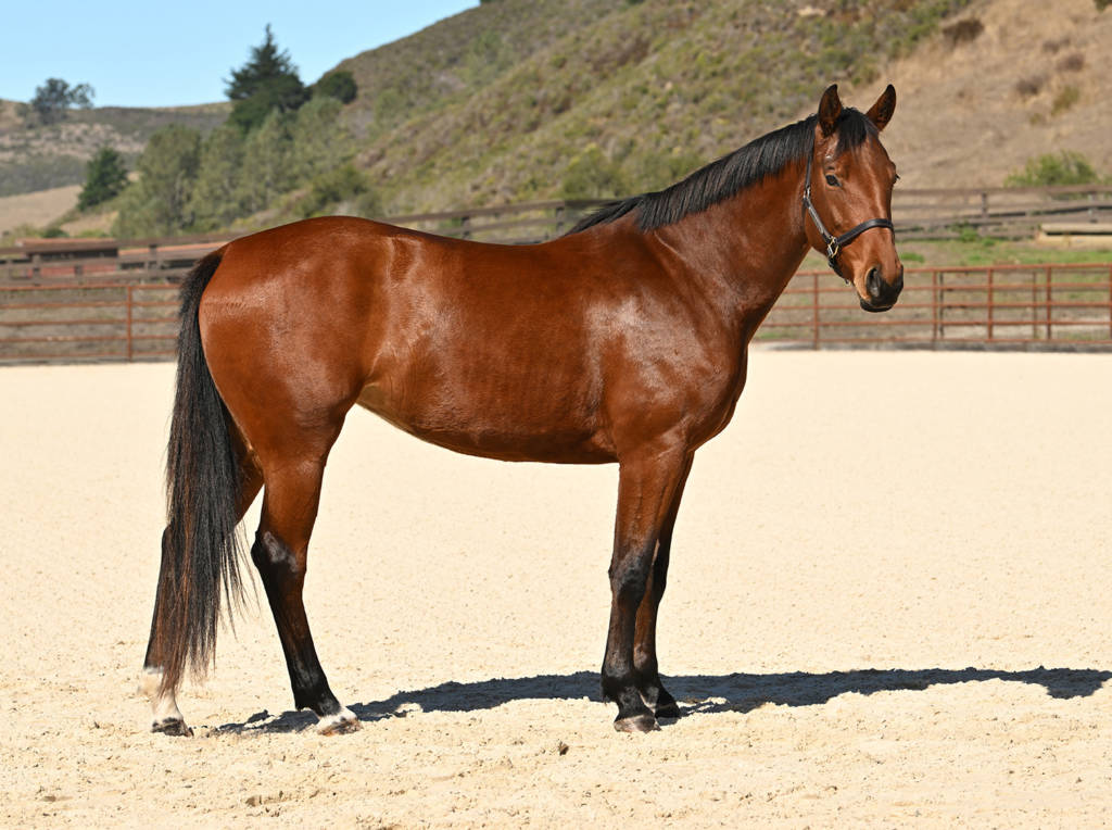 Sale Horses - Pomponio Ranch Stallions
