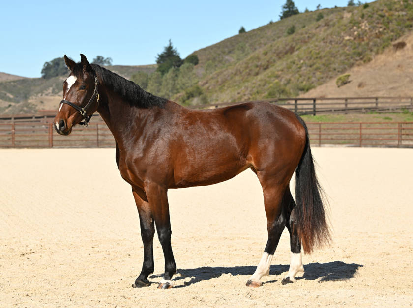 Sale Horses - Pomponio Ranch Stallions