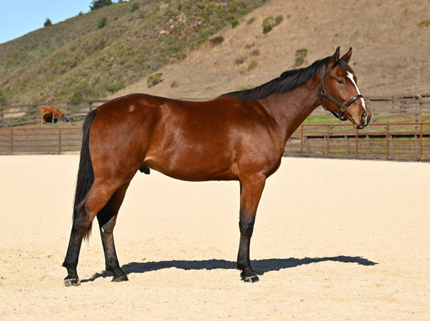 Offspring - Pomponio Ranch Stallions