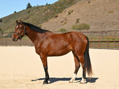 Home - Pomponio Ranch Stallions