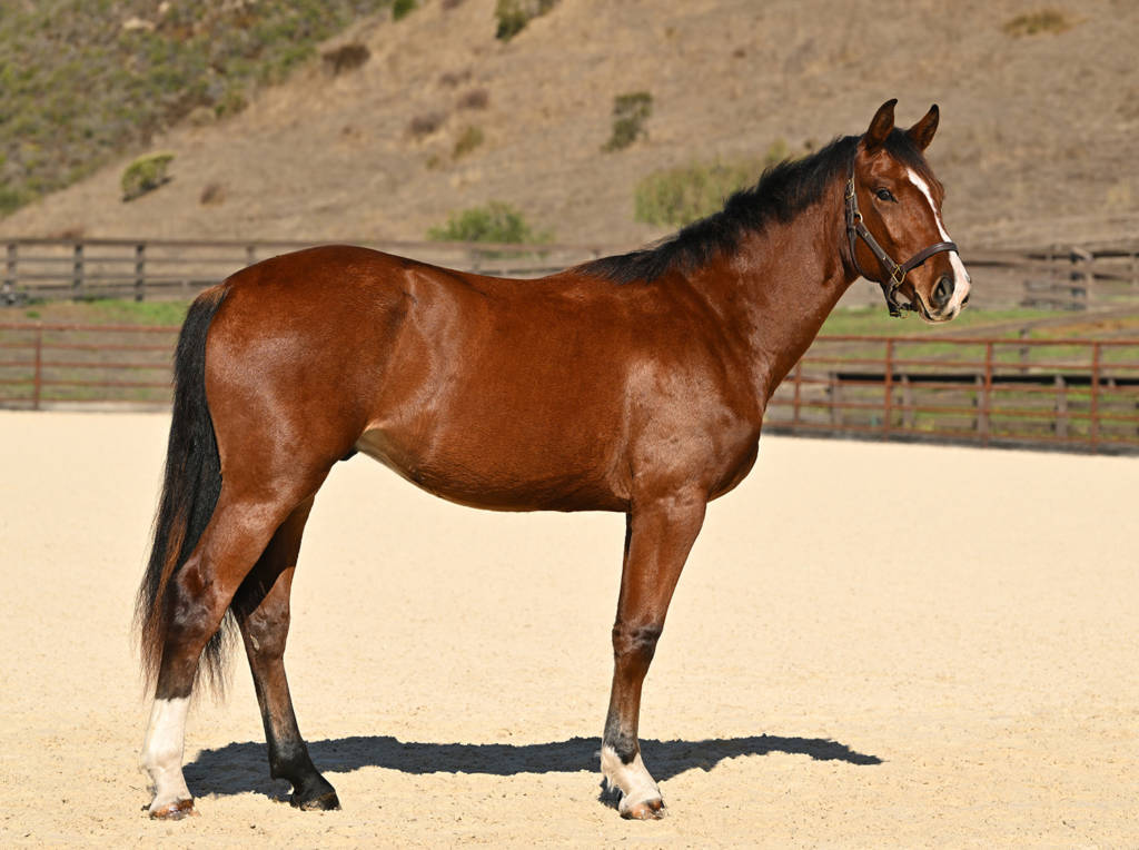 Offspring - Pomponio Ranch Stallions