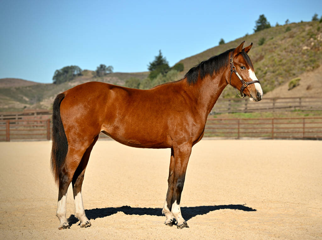 Offspring - Pomponio Ranch Stallions