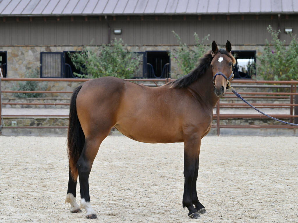 Offspring - Pomponio Ranch Stallions