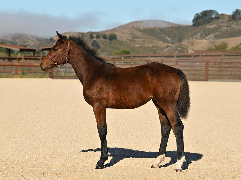 Sale Horses - Pomponio Ranch Stallions
