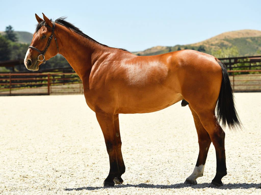 Sale Horses - Pomponio Ranch Stallions