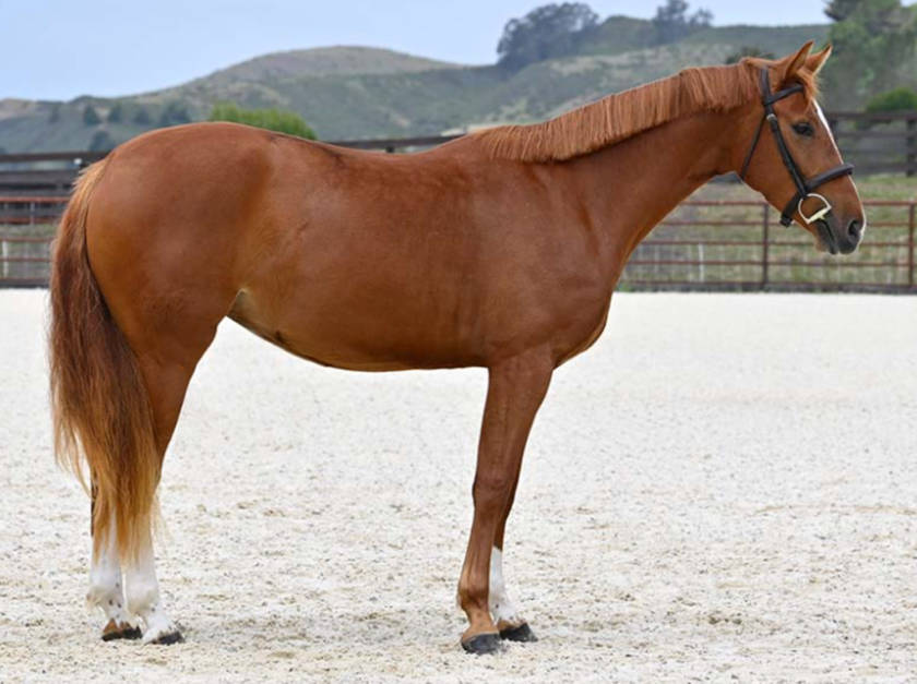 Sale Horses - Pomponio Ranch Stallions