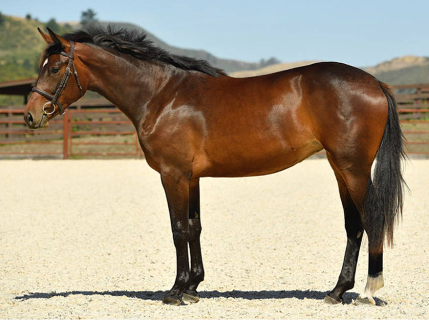 Sale Horses - Pomponio Ranch Stallions