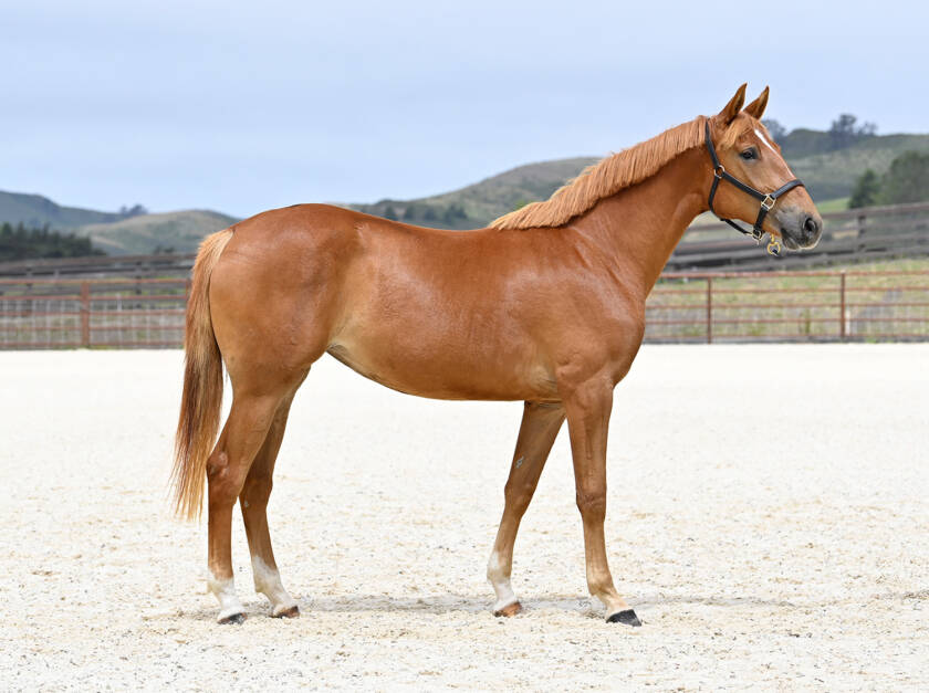 Sale Horses - Pomponio Ranch Stallions